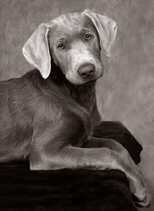 Black And White Pet Portraits In Minneapolis Patrick Nau Portraits